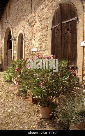 Oleander in front of old, stone house wall in Neustadt, Germany Stock ...