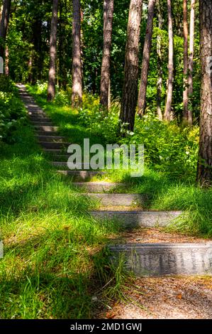 Scenery of concrete steps stairway pathway on the forest slope ...