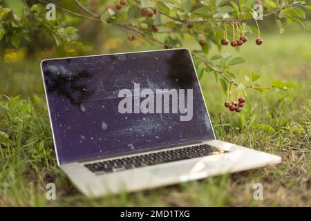 Laptop on green grass laptop and cherry tree Stock Photo - Alamy