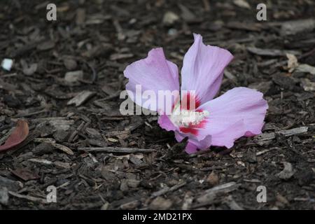 Beautiful fallen pink hibiscus flower on rough textured ground with ...