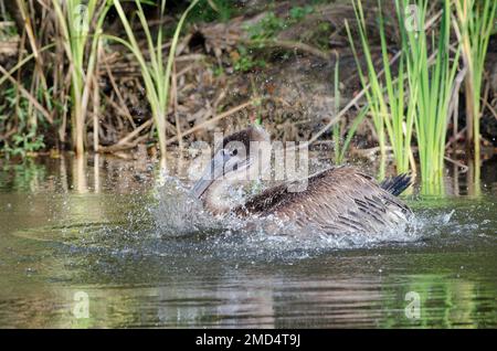 An immature Brown Pelican on Frog Creek in the Tera Ceia Preserve State ...