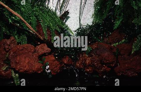 Aquaterrarium or paludarium for exotic reptiles, amphibians and ...