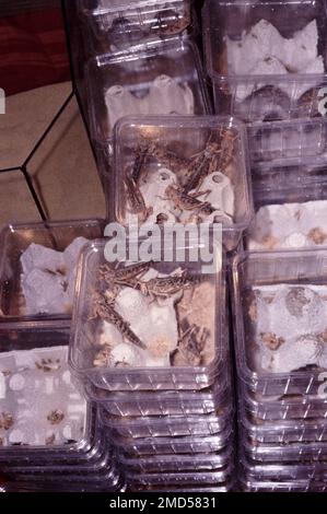 Insects (grasshoppers, locust) for sale as terrarium reptiles food ...