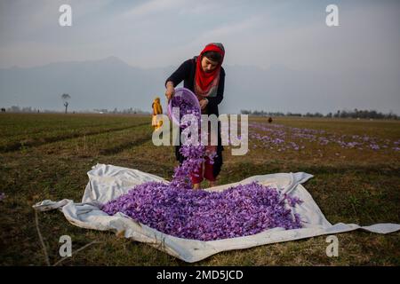 Kashmiri woman plucking saffron flowers from saffron field ; Pampore ...