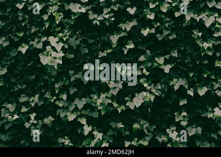 Canary Ivy leaves background. Long branches with abundant green foliage ...