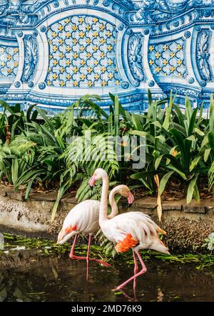 Flamingos in Botanic Garden of Funchal Stock Photo - Alamy