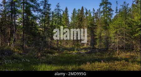 Cotton grass growing in a tamarack swamp in northern Wisconsin Stock ...