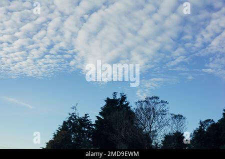 Awan Altocumulus clouds on blue sky in a highland in a morning Stock Photo - Alamy