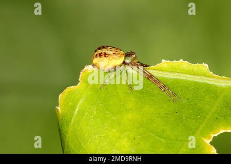 Flower spider (Diaea ambara Stock Photo - Alamy