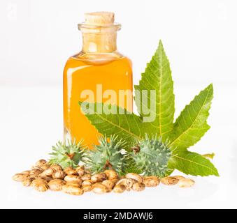Ricinus communis seeds and hair oil - Natural product Stock Photo - Alamy