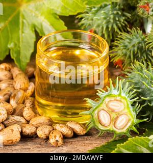 Ricinus communis seeds and hair oil - Natural product Stock Photo - Alamy