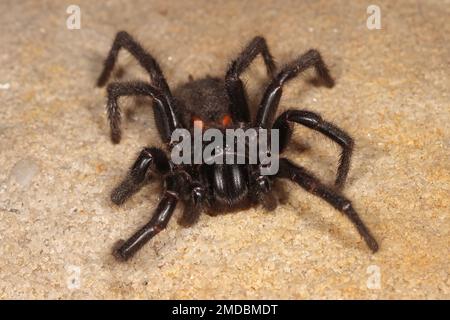 Highly venomous Sydney Funnel-web spider Stock Photo - Alamy