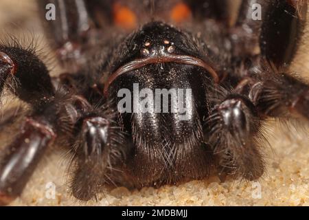 Highly venomous Sydney Funnel Web Spider Stock Photo - Alamy