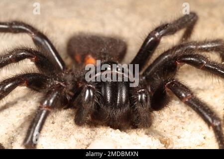 Highly venomous Sydney Funnel Web Spider Stock Photo - Alamy