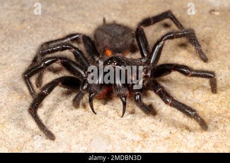 Highly venomous Sydney Funnel Web Spider Stock Photo - Alamy
