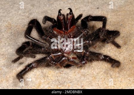 Highly venomous Sydney Funnel Web Spider Stock Photo - Alamy