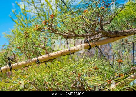 Bamboo and ropes tied to pine trees (yukitsuri) in the Shoyen Japanese ...