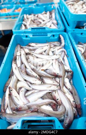 Palamos fish market (Llotja del peix de Palamós). Palamós, El Baix ...