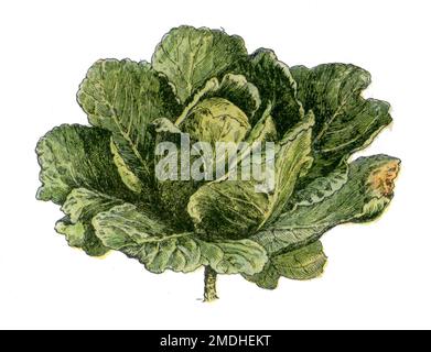 Cabbage, Brassica oleracea var. capitata. Handcoloured woodblock ...