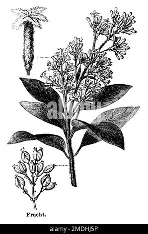 quinine, flower branch, Cinchona calisaya, (botany book, 1910 ...