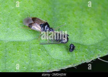 Minute pirate bugs or called flower bugs (Anthocoridae) is a family of ...