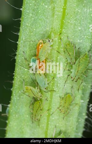 larva of an Aphidoletes aphidimyza (commonly referred to as the aphid ...