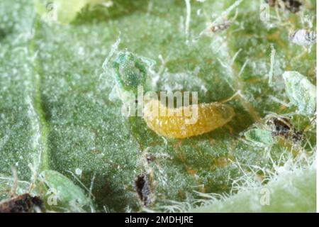larva of an Aphidoletes aphidimyza (commonly referred to as the aphid ...