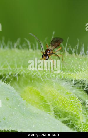 Adult Chalcidoid Wasp of the Superfamily Chalcidoidea Stock Photo - Alamy