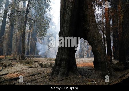Burned down Giant sequoias in the Grove at Mariposa Grove of Big Trees ...