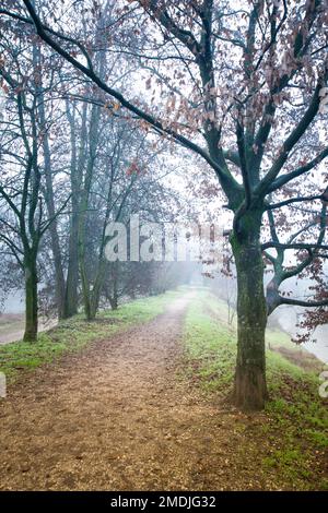 Italy, Lombardy, Countryside near Crema, Blossoms of Honey Locust ...