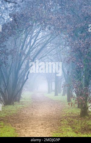 Italy, Lombardy, Countryside near Crema, Blossoms of Honey Locust ...
