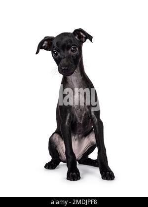 Cute Italian Greyhound aka Italian Sighthound pup, standing facing ...