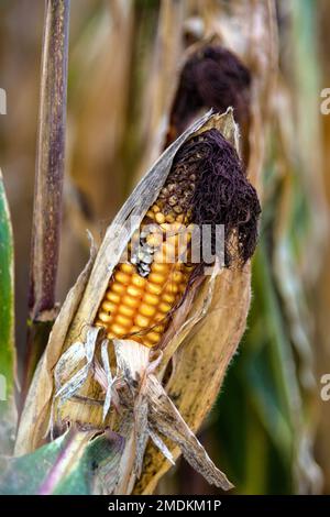 Corncob (Zea mays), crops, fruit, fruit, true grass (Gramineae), crop ...