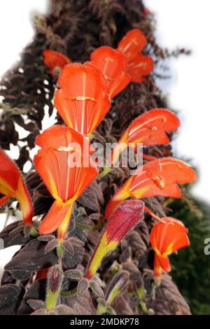 goldfish plant (Columnea gloriosa), blooming Stock Photo - Alamy