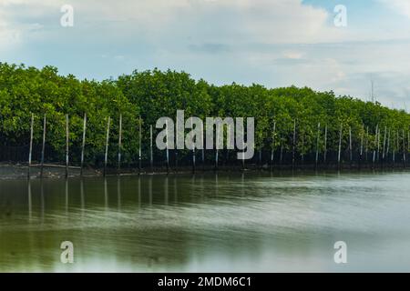 Green mangrove forest by the Tirang Beach. Semarang, Central Java ...