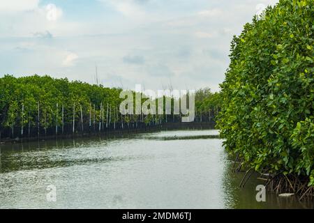 Green mangrove forest by the Tirang Beach. Semarang, Central Java ...