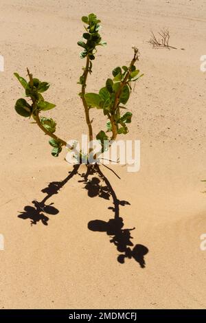 Spring on Shara desert. Green grass on dune. Tin Merzouga, Tadrart ...