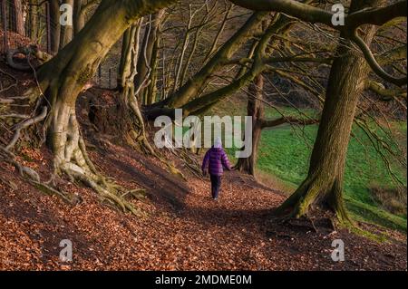 Walking to Grizedale from Slean End above Garstang in Lancashire Stock ...