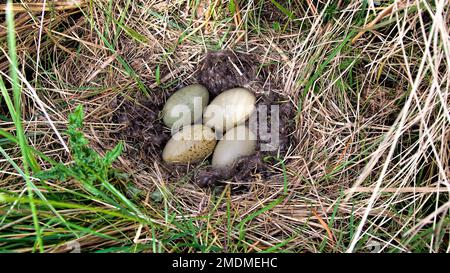 Eider duck nest with eggs Stock Photo - Alamy