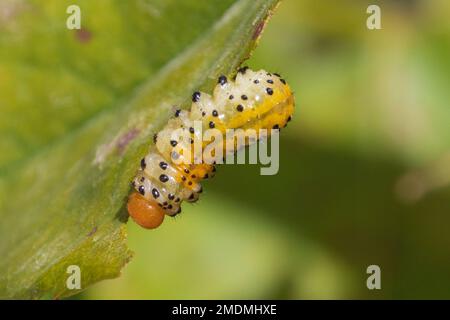 Arge ochropus, Rose sawfly larva Stock Photo - Alamy