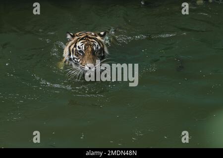 Sumatran tiger swimming in the pond Stock Photo - Alamy