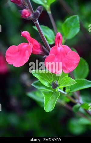 Bright Red Salvia Microphylla 'Suzanne' (Baby Sage) Flowers grown at ...
