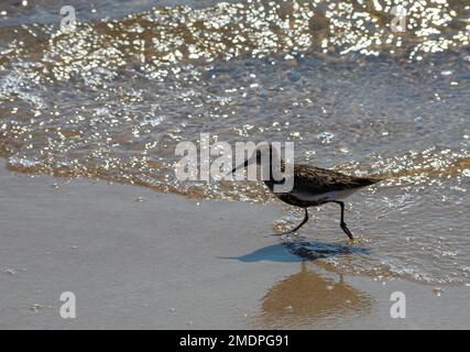A Dunlin is walking on the beach. Also known as a Red-backed Sandpiper ...