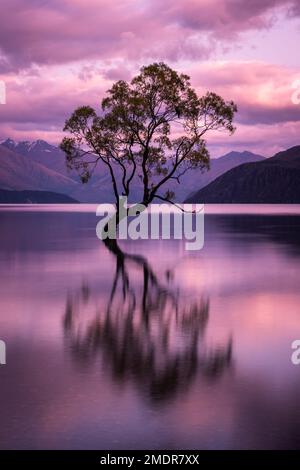 The Wanaka Tree silhouetted against a purple sunrise and reflected in ...