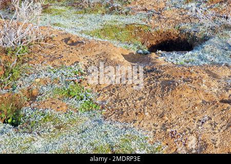 Holes in the ground dug by rabbits. Entrance to their burrows Stock ...