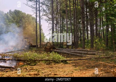 An uprooted forest is being burned in construction site for purpose of ...
