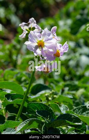 Potato field with green bushes of flowering potatoes, agricultural ...