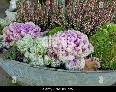 Planted ornamental cabbage and green moss as decoration outdoors in ...