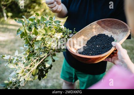Mapuche people picking superfood maqui berry into wooden tray ...
