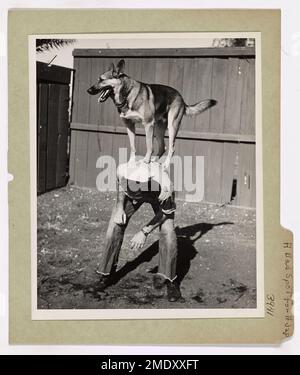 A Coast Guard fighting dog leaps over a high barrier during battle ...